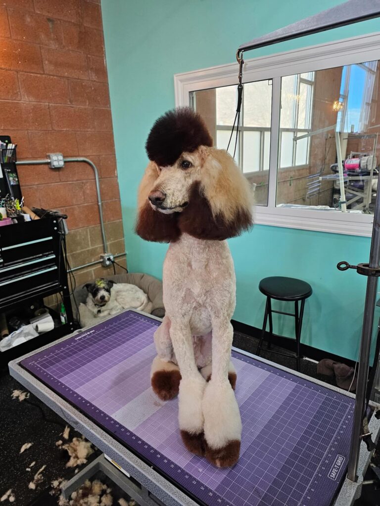 Dog Grooming Parker Co